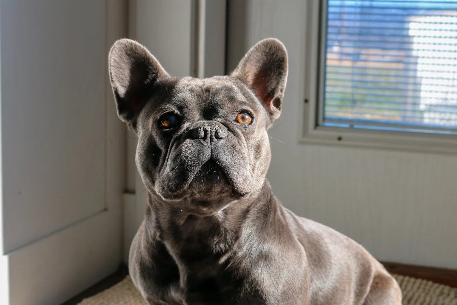 FRENCHIES ON THE HILL™️