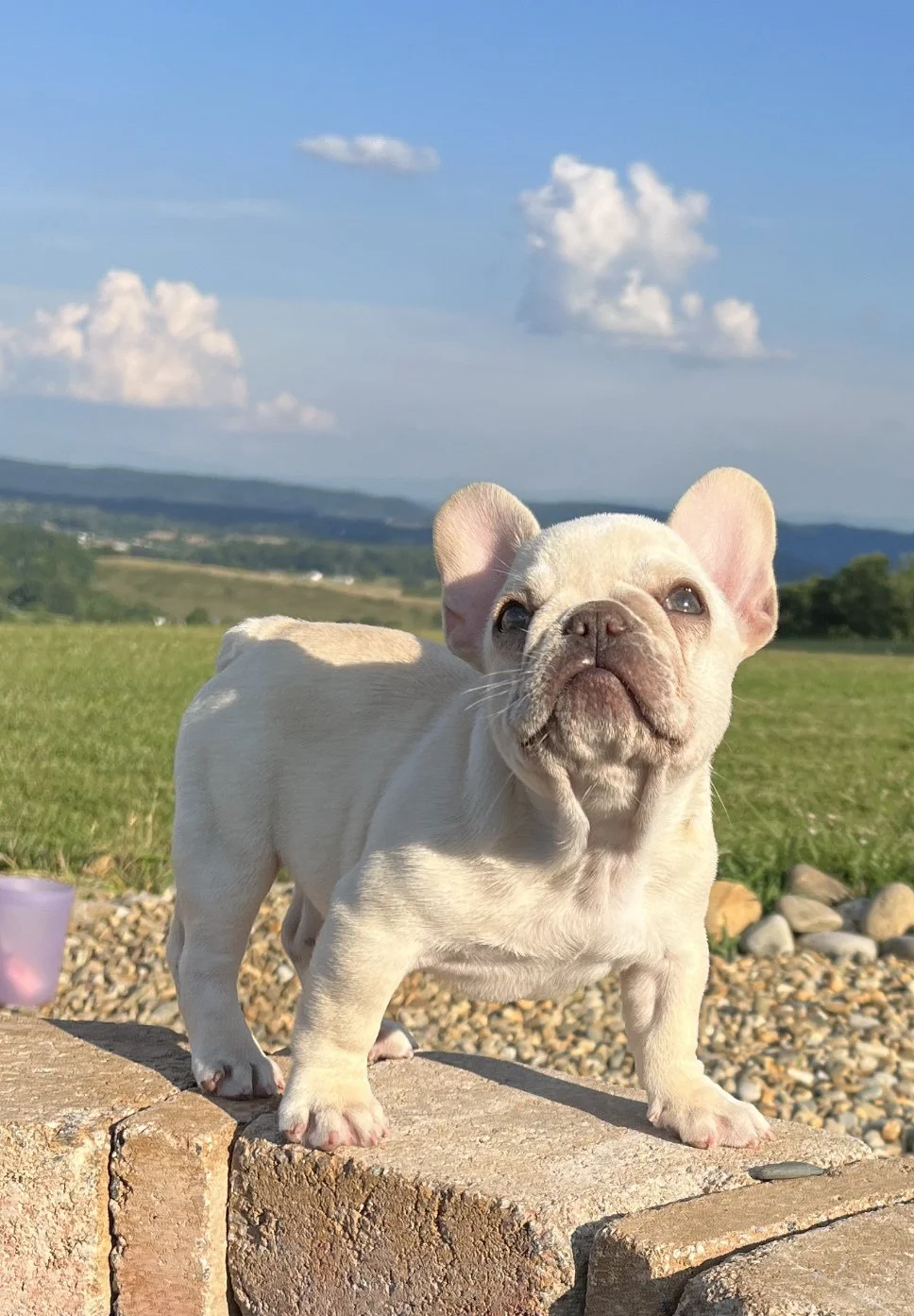 FRENCHIES ON THE HILL™️