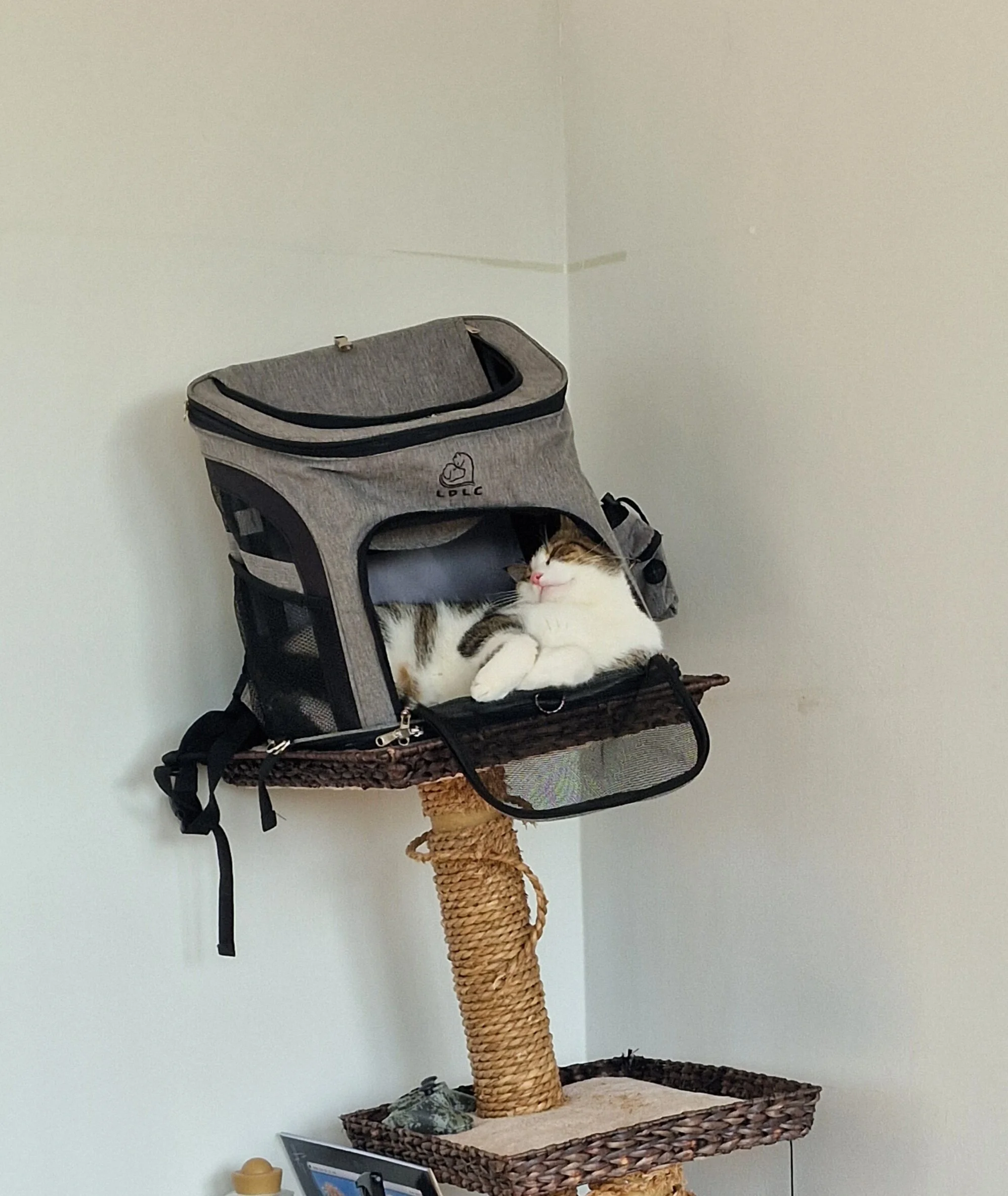 Traveling By Plane With Your Cat? Here's What you Need To Know and ...