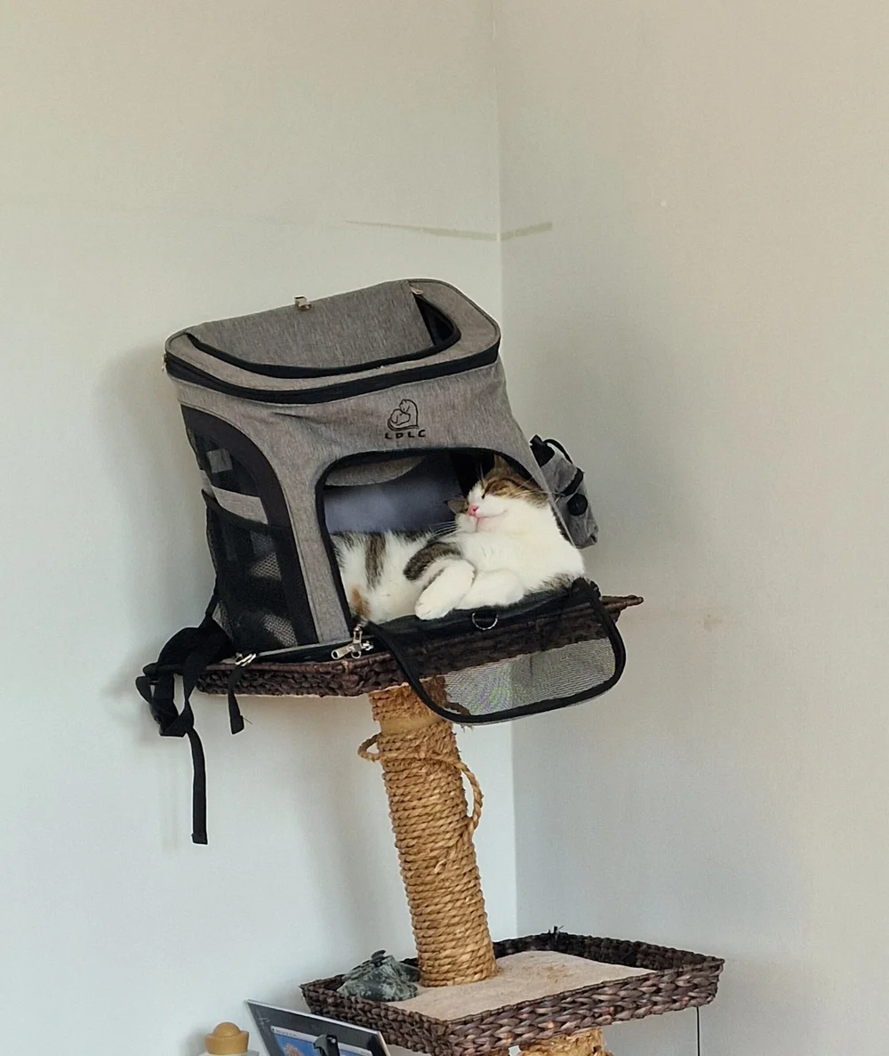 Traveling By Plane With Your Cat? Here's What you Need To Know and ...