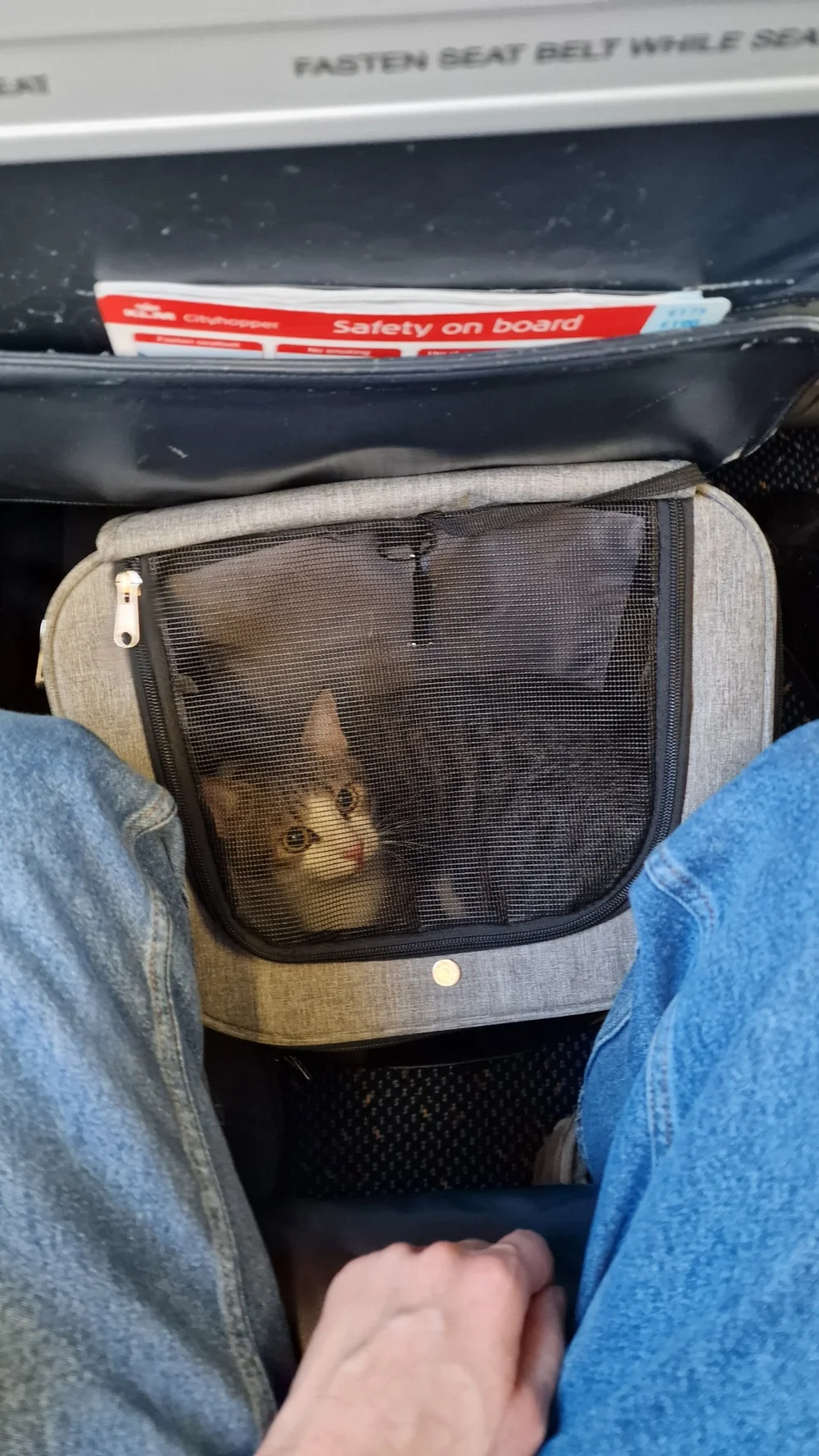 Traveling By Plane With Your Cat? Here's What you Need To Know and ...