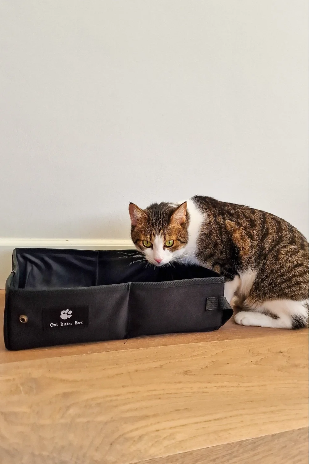 Flying With Your Cat? Here's What you Need To Know and Bring — Duchess ...