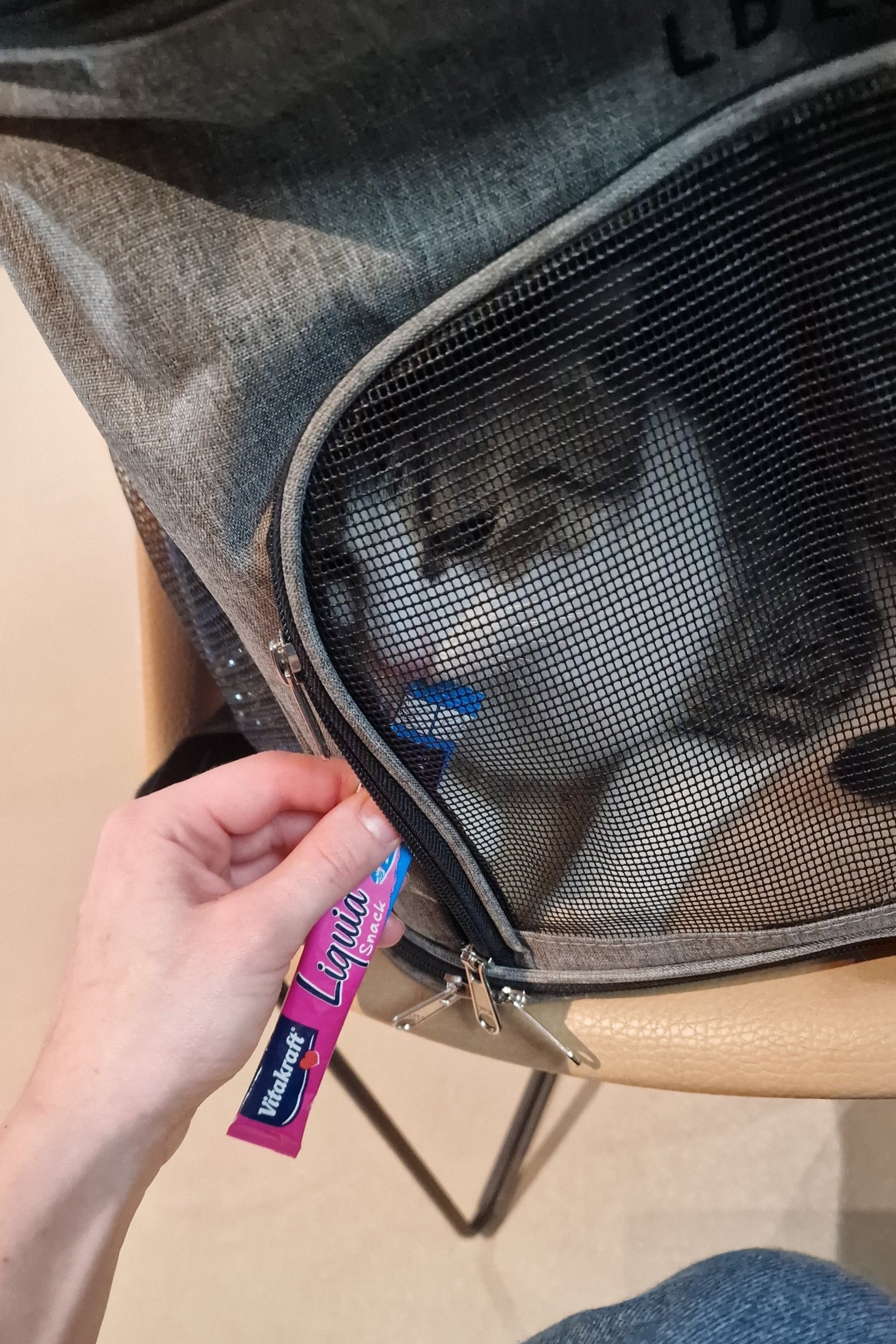 Flying With Your Cat? Here's What you Need To Know and Bring — Duchess ...