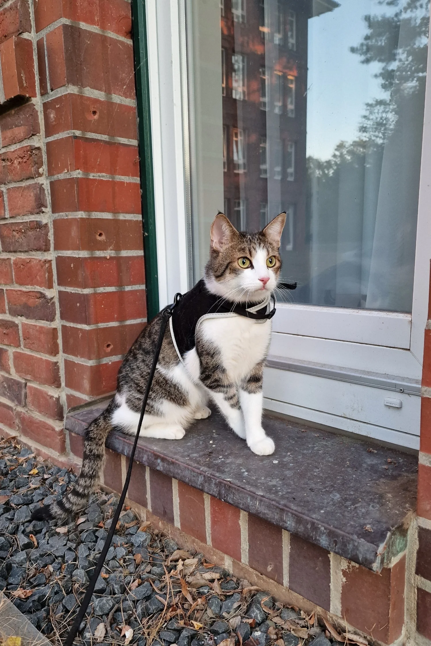 Flying With Your Cat? Here's What you Need To Know and Bring — Duchess ...