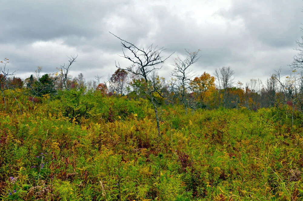 Parslow Road Conservation Area — Otsego Land Trust