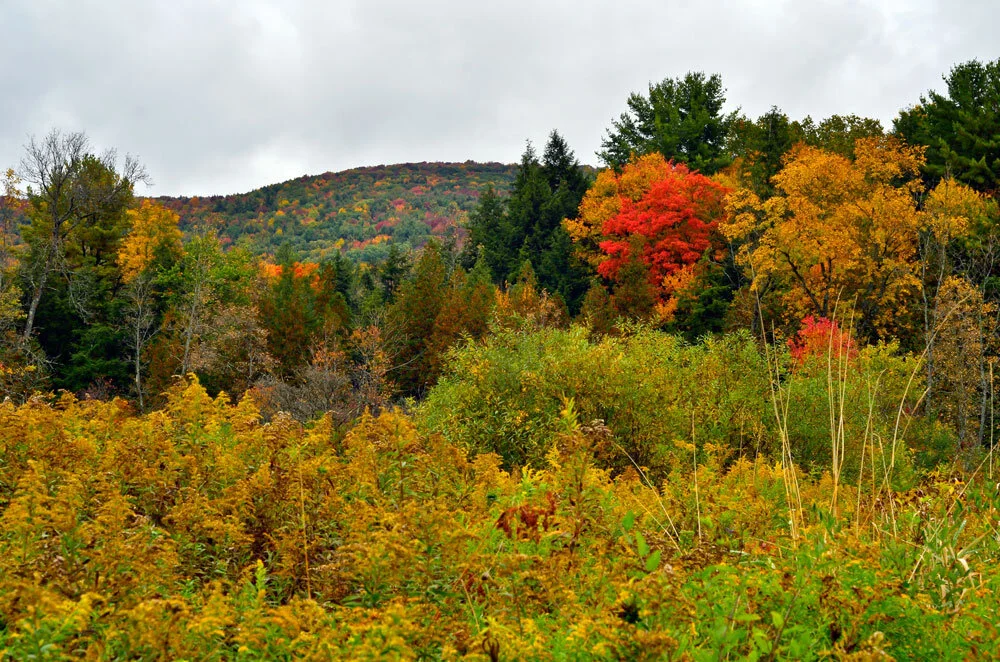 Parslow Road Conservation Area — Otsego Land Trust