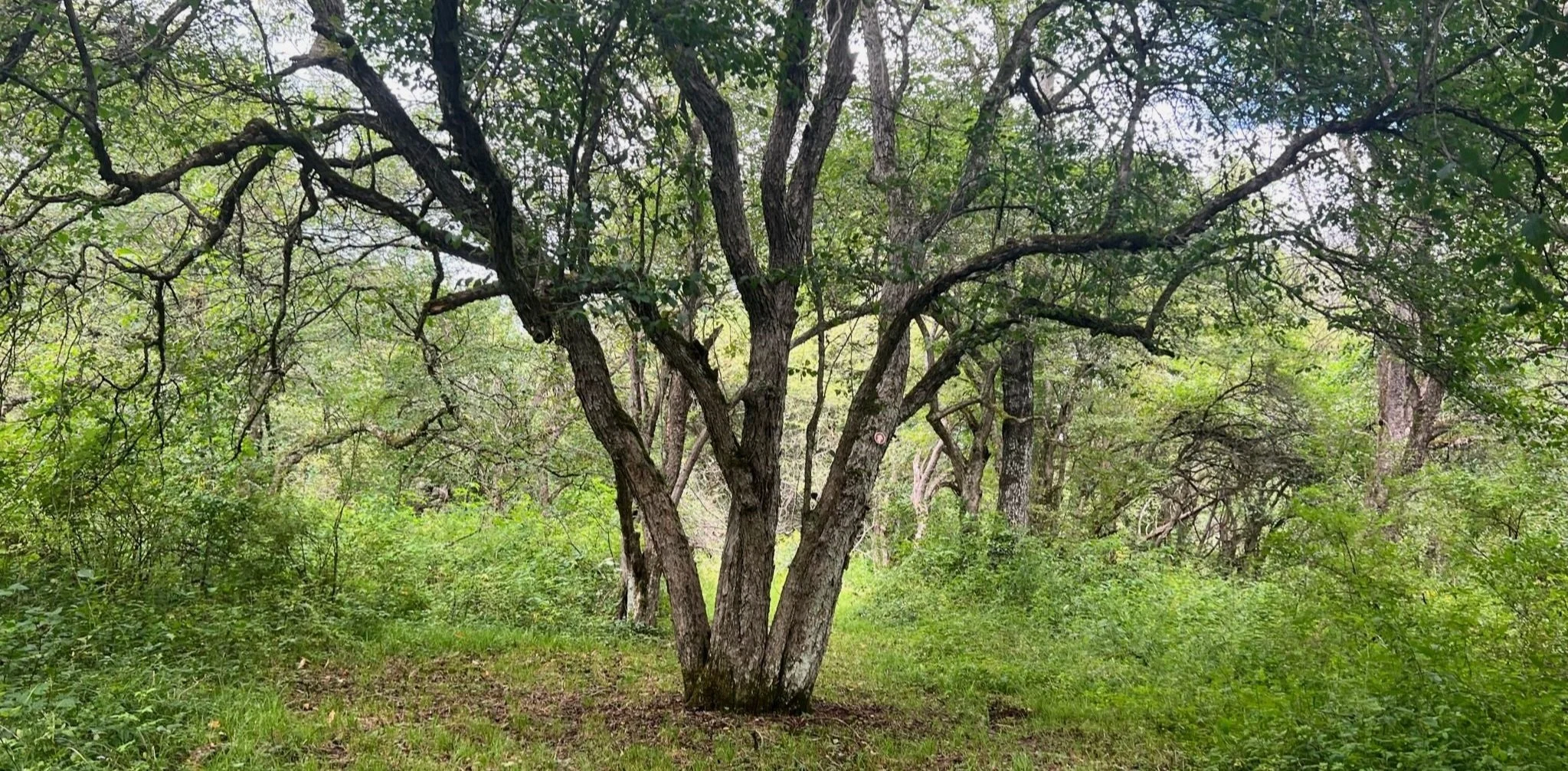 Parslow Road Conservation Area — Otsego Land Trust