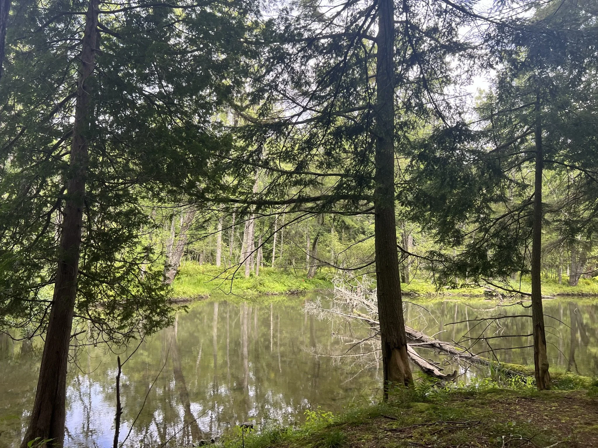 Parslow Road Conservation Area — Otsego Land Trust