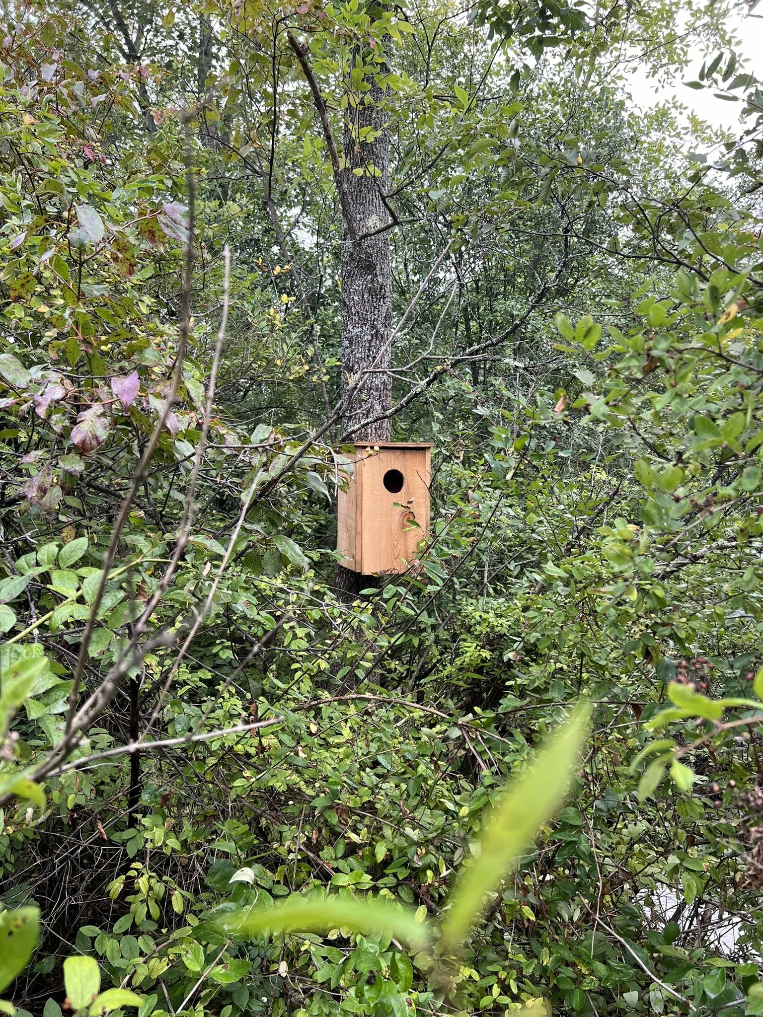 Parslow Road Conservation Area — Otsego Land Trust