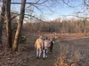 Parslow Road Conservation Area — Otsego Land Trust