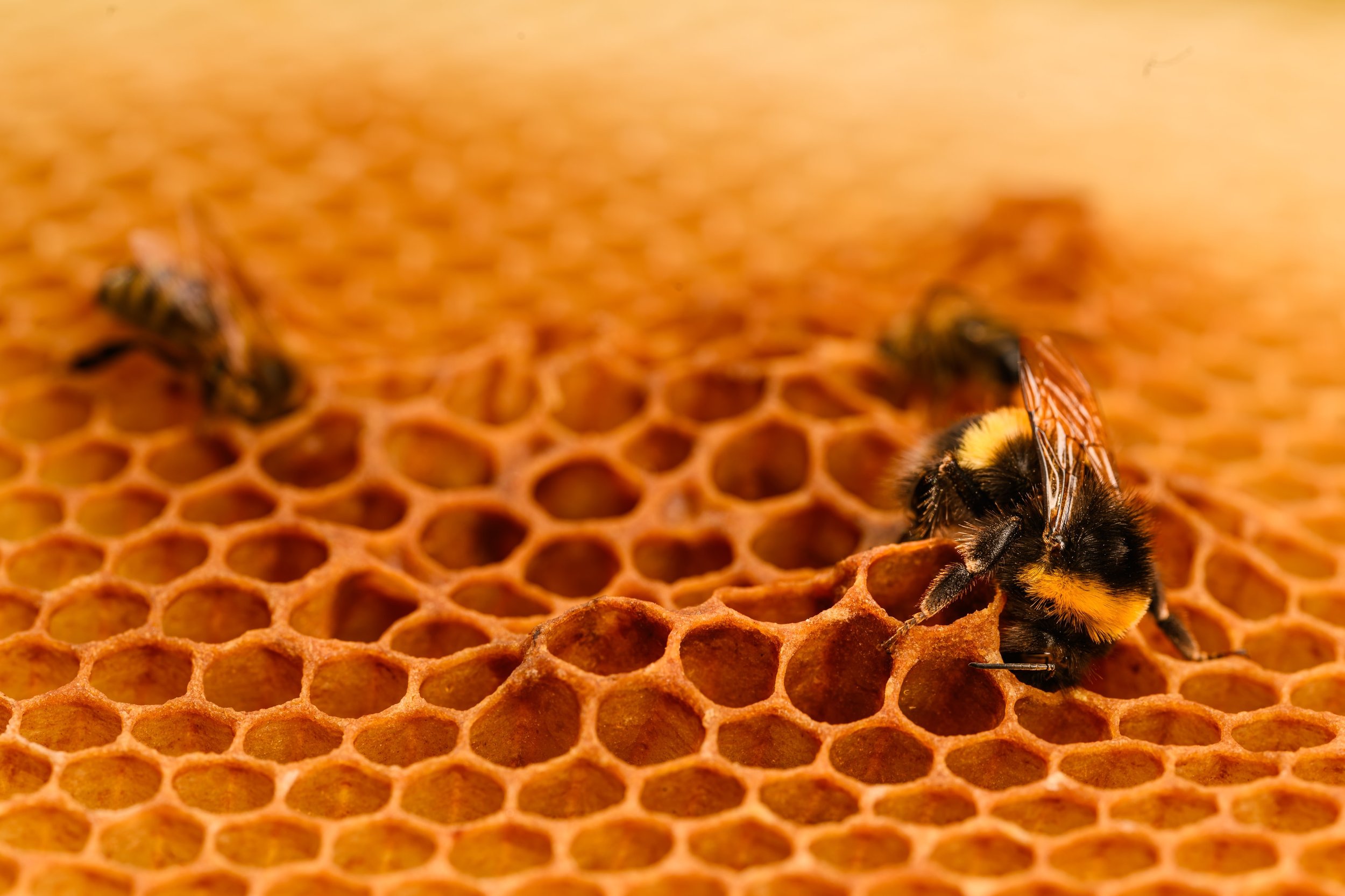 Chris Parkes Photographer