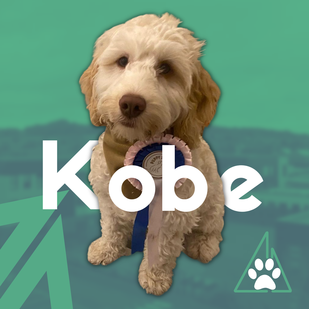 Meet Kobe! - Allestree Woodlands School