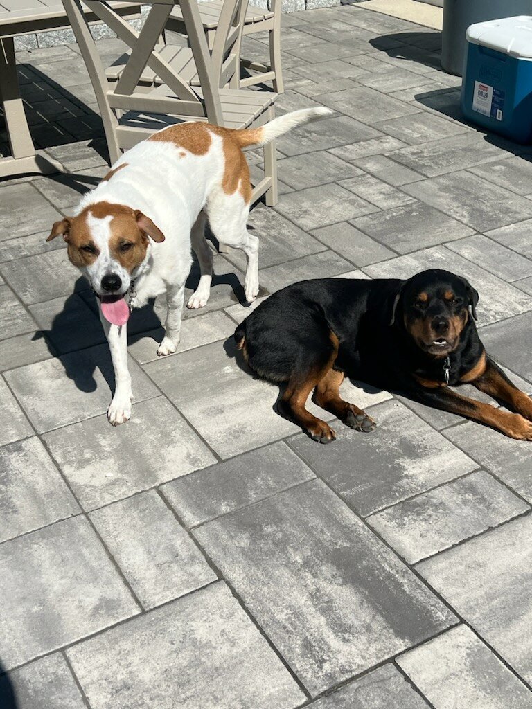 Hot Diggity Dog Pet Care