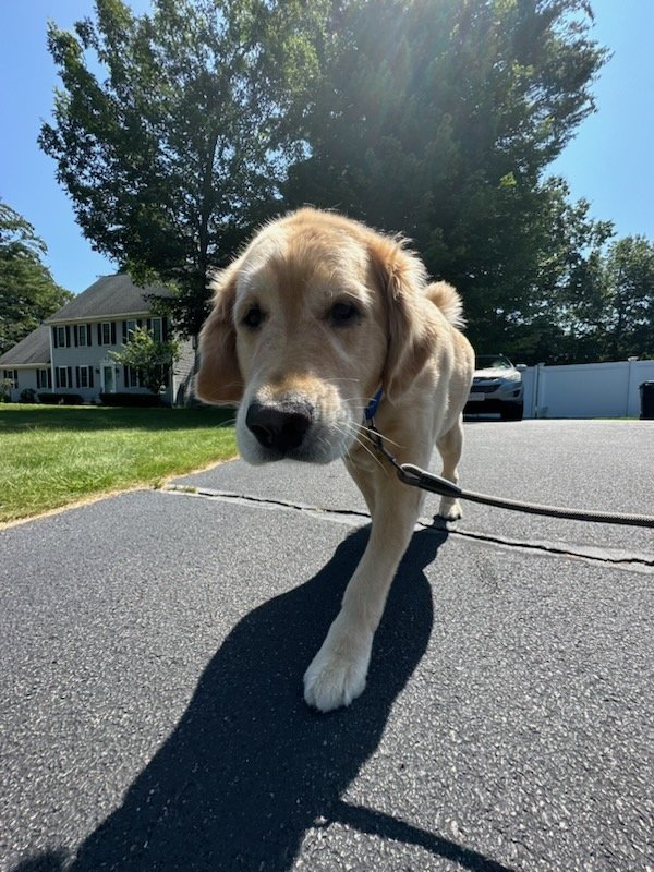 Hot Diggity Dog Pet Care