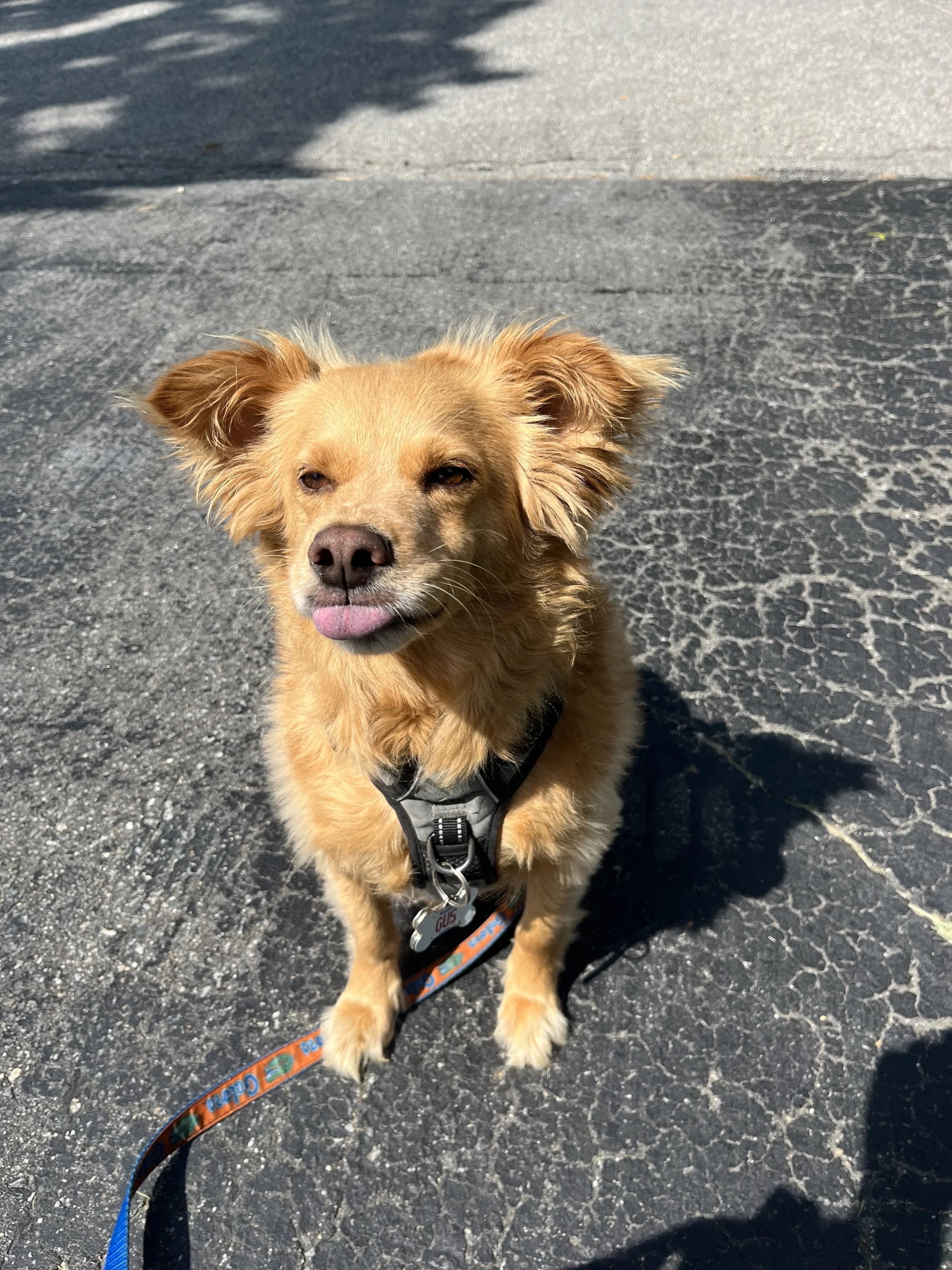 Hot Diggity Dog Pet Care