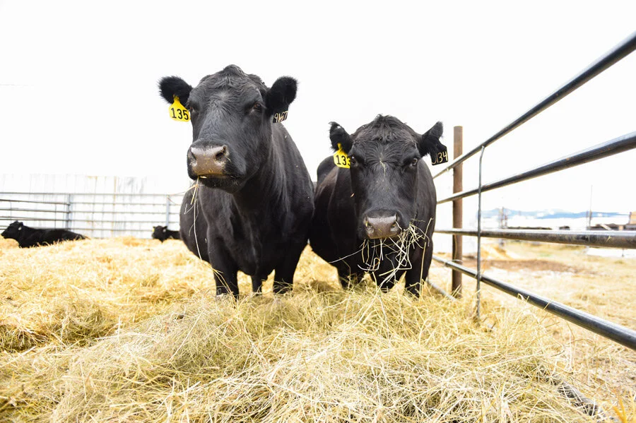 Careers — KRose Company