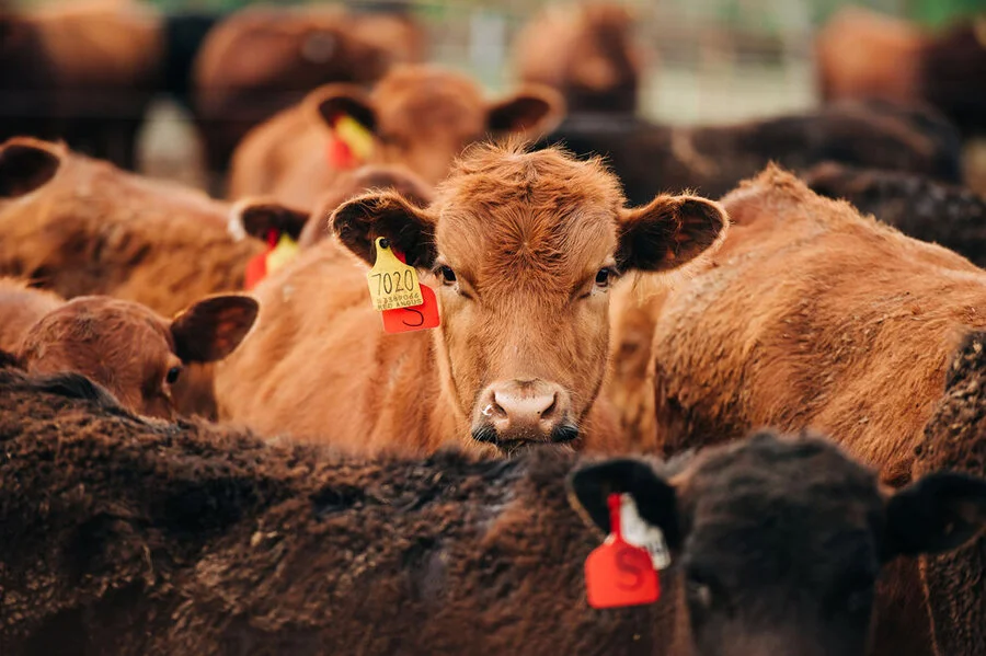 Careers — KRose Company