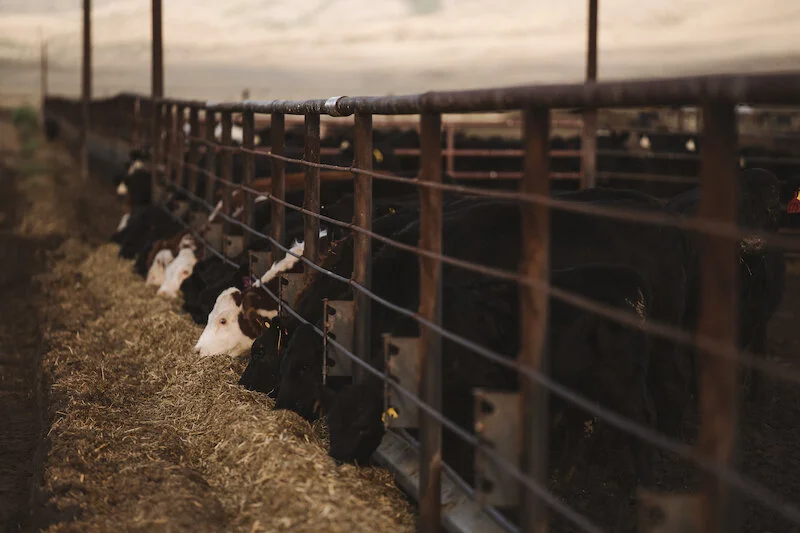 The Cattle Market Explained — KRose Company