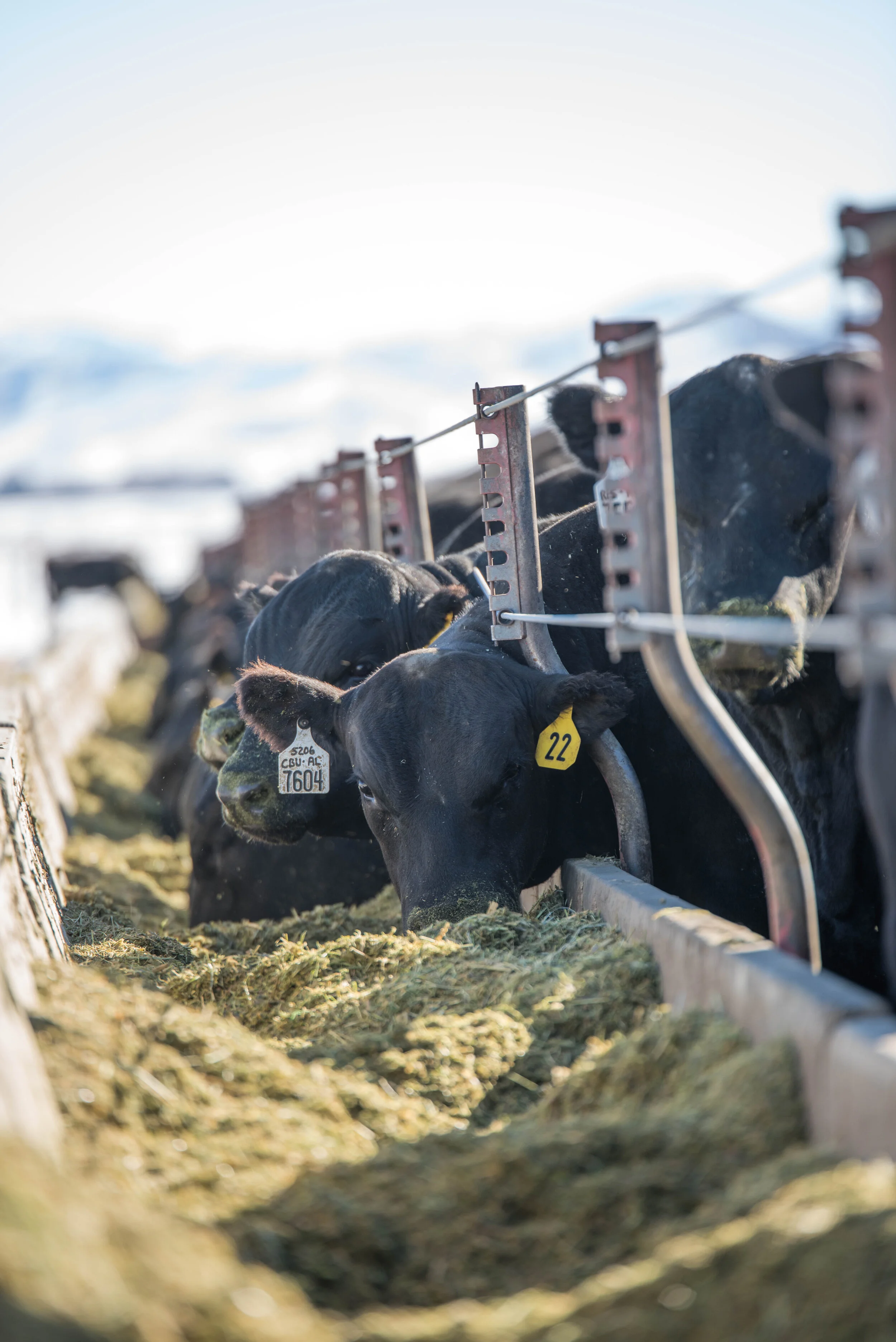 How Knowing Your Break Evens Helps You Market Your Cattle — KRose Company