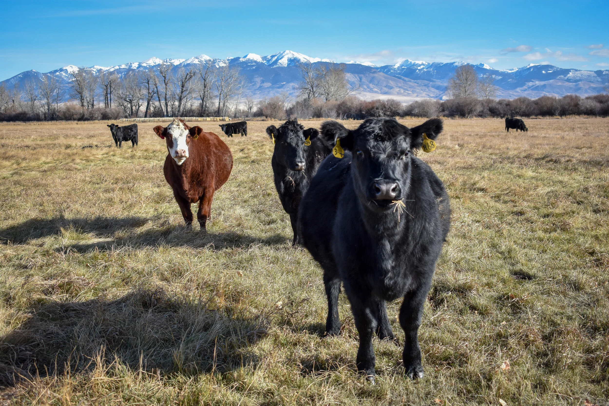 Instagram Bio — KRose Company