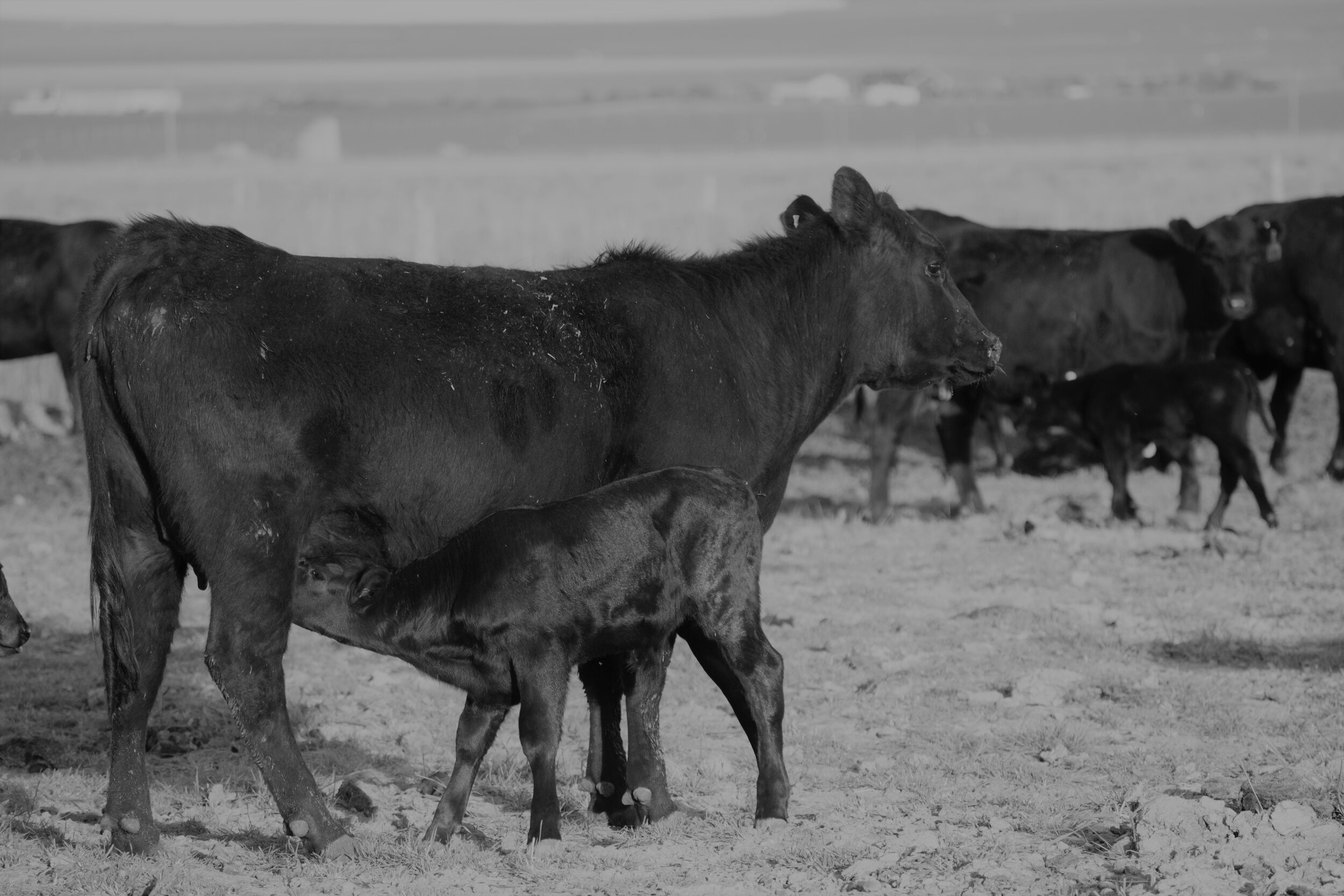 How to Have a Successful Calving Season + Guide to Recommended Calving ...