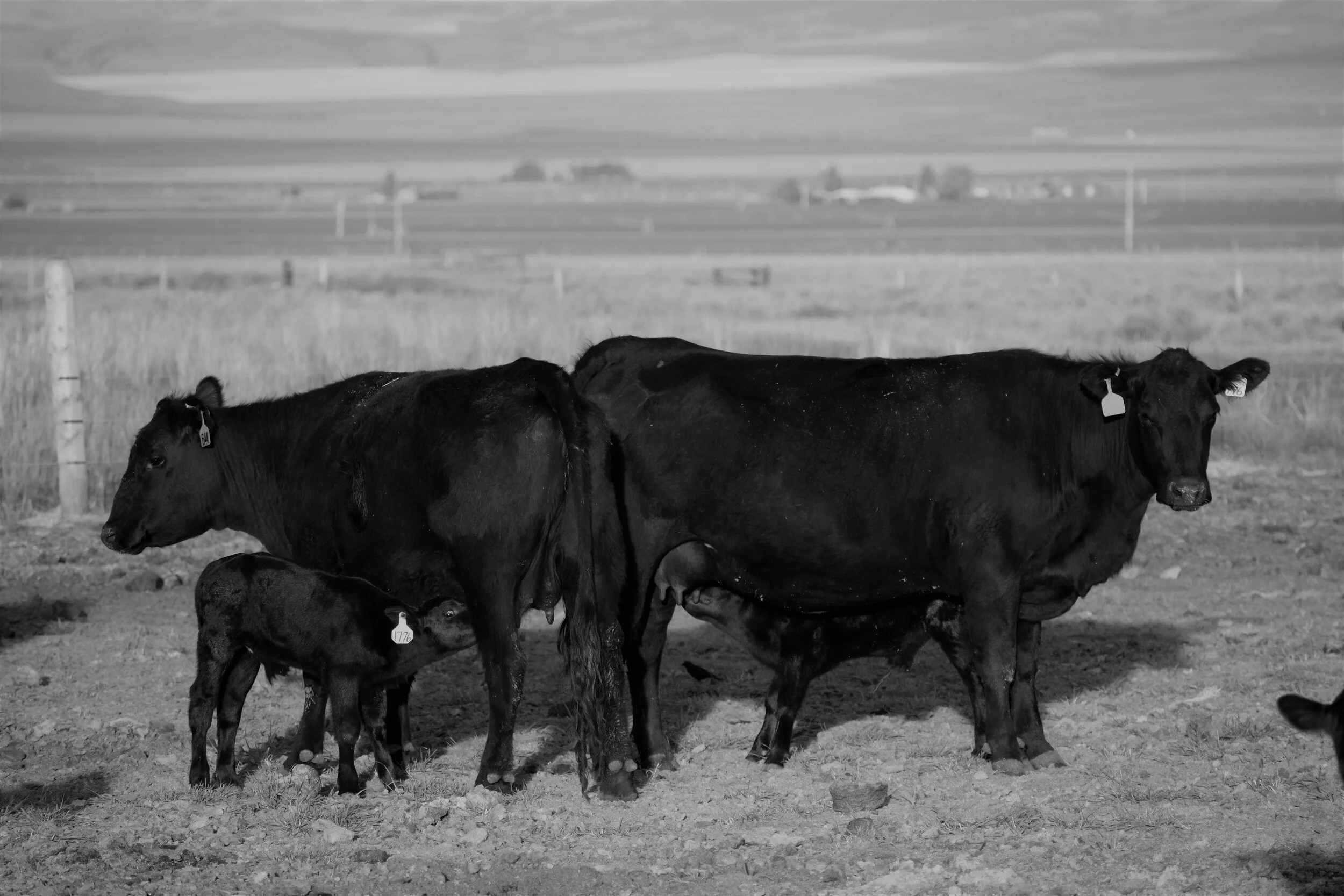 How to Have a Successful Calving Season + Guide to Recommended Calving ...