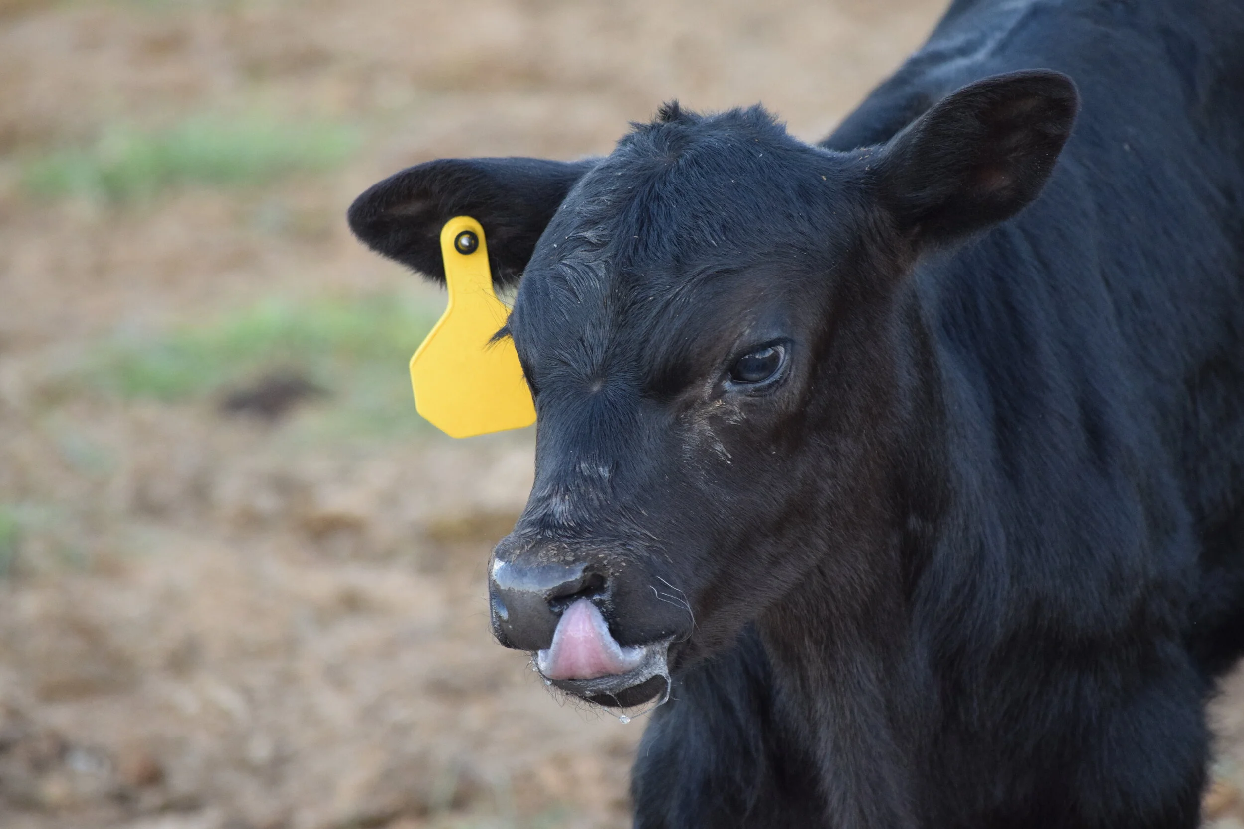 How to Have a Successful Calving Season + Guide to Recommended Calving ...
