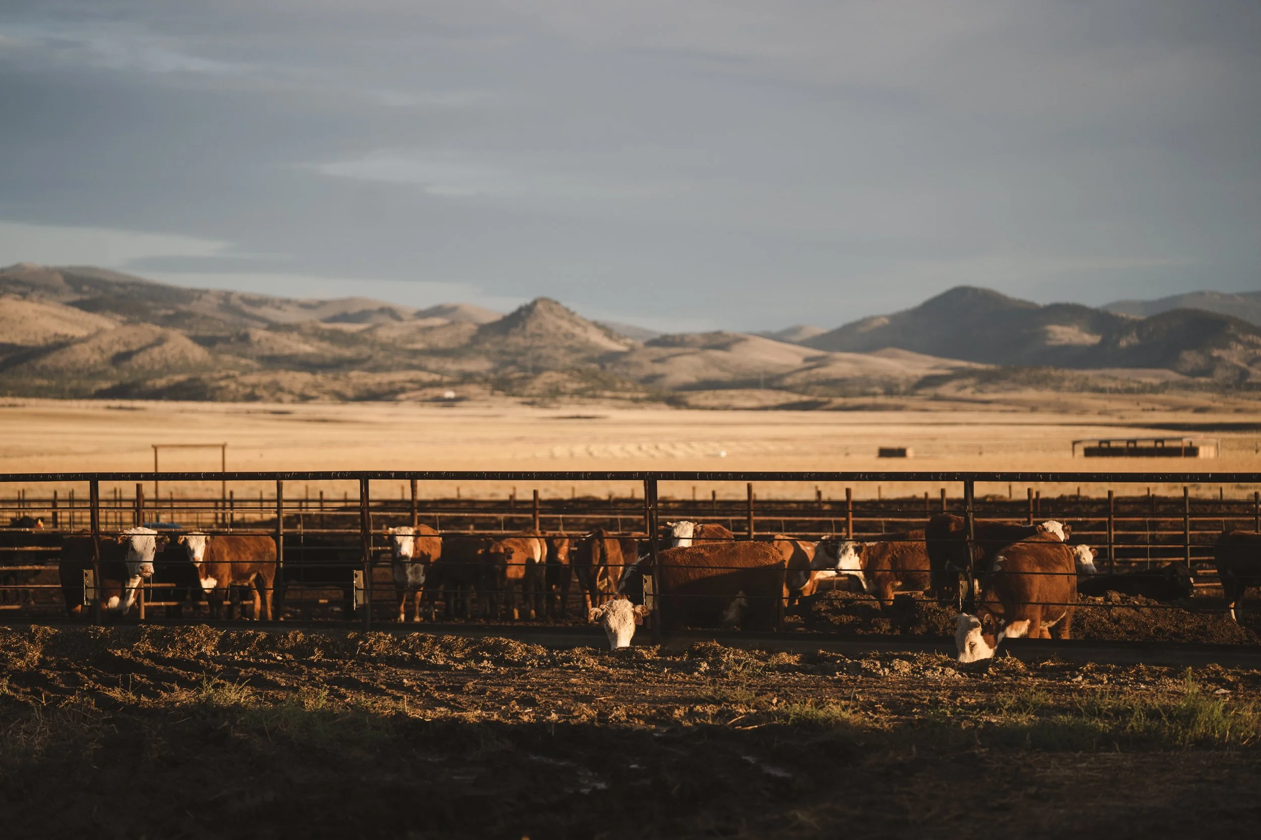 Contact Us — KRose Company