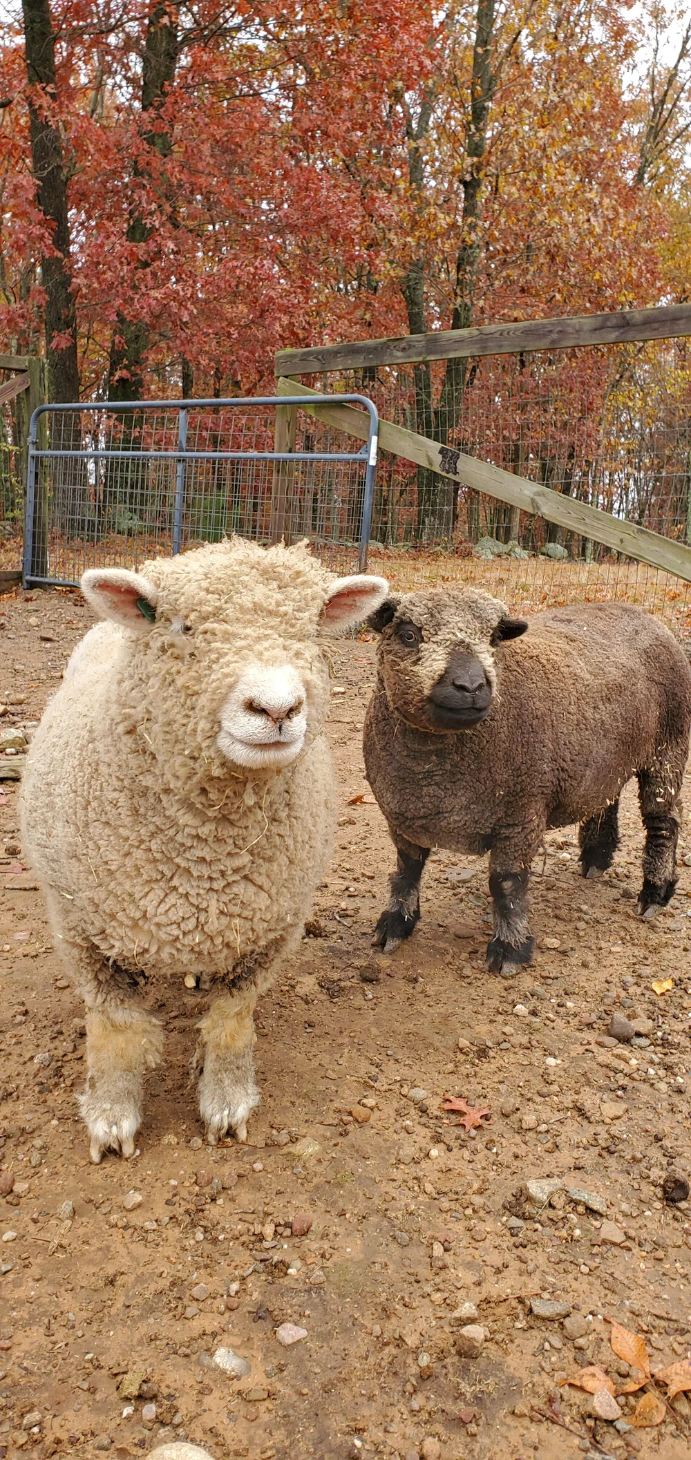 Gallery — aussakita acres farm