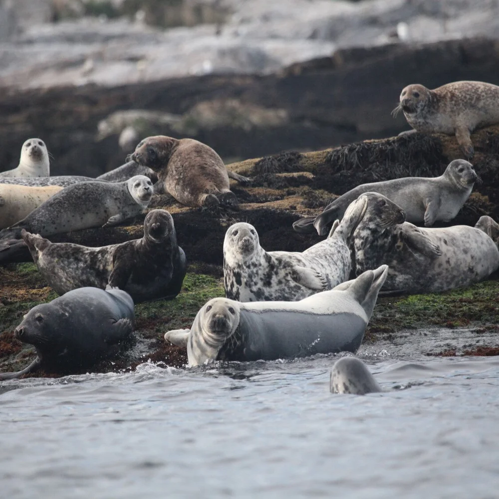 Northwest Atlantic Seal Research Consortium
