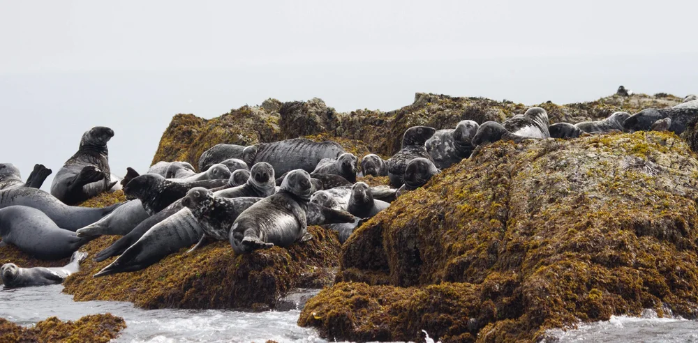 Northwest Atlantic Seal Research Consortium