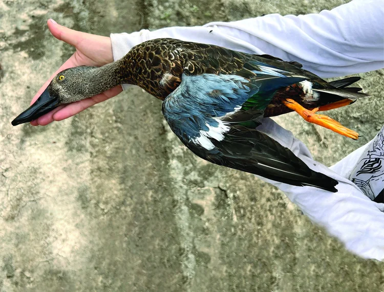 Victorian duck shooting — Animal Liberation | Compassion without compromise