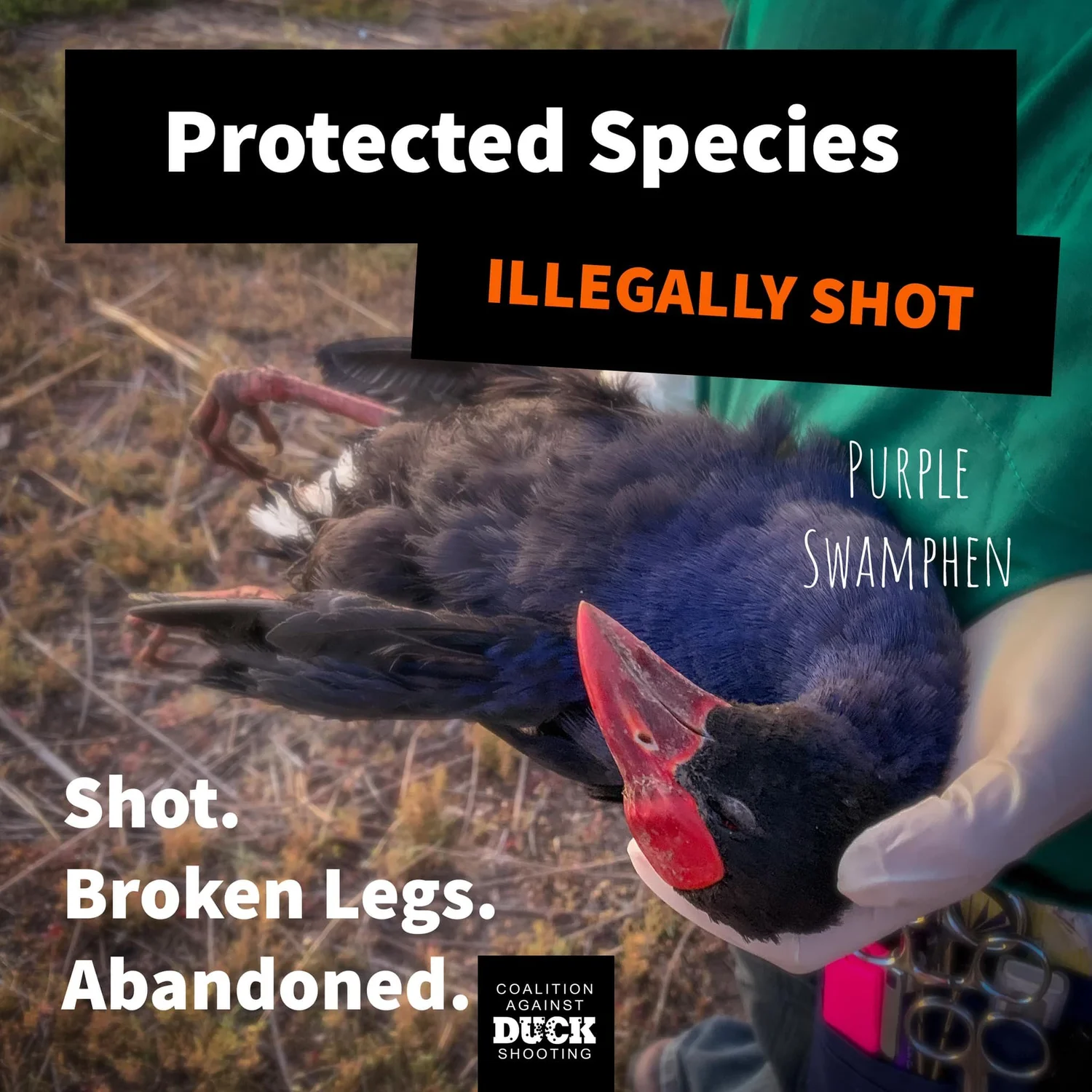 It's time to ban duck shooting — Animal Liberation | Compassion without ...