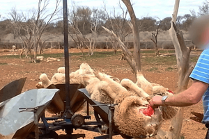 About Sheep Farming — Animal Liberation | Compassion without compromise