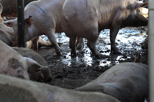 Impacts of Pig Farming — Animal Liberation | Fighting For The Rights Of ...