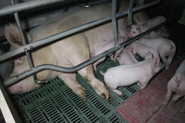 Impacts of Pig Farming — Animal Liberation | Fighting For The Rights Of ...
