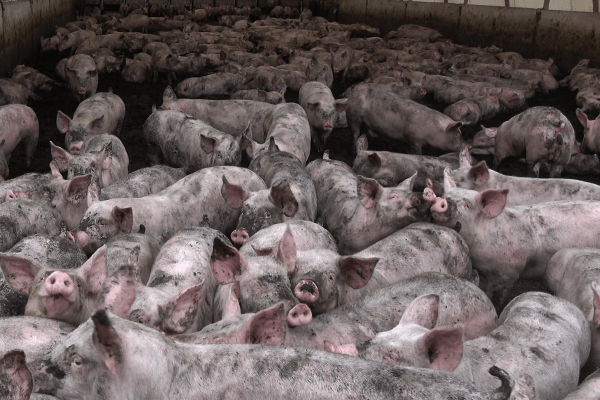 Impacts of Pig Farming — Animal Liberation | Fighting For The Rights Of ...