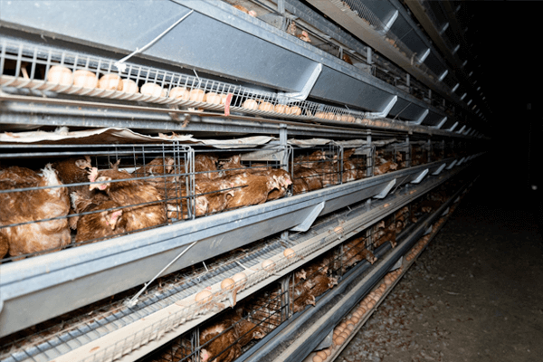 Impacts of Egg Farming — Animal Liberation | Compassion without compromise