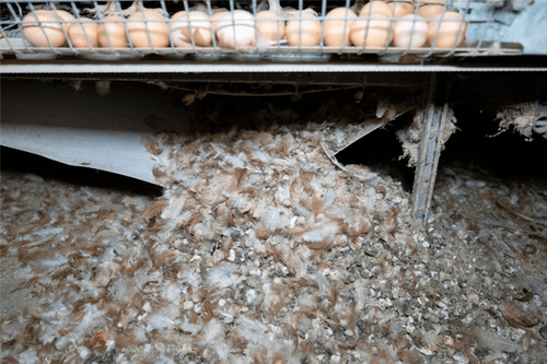 Impacts of Egg Farming — Animal Liberation | Compassion without compromise