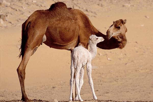 Dairy Farming — Animal Liberation | Compassion without compromise