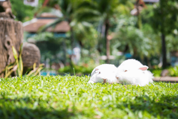 Rabbit Farming — Animal Liberation | Compassion without compromise