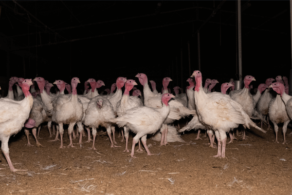 Turkey Farming — Animal Liberation | Compassion without compromise
