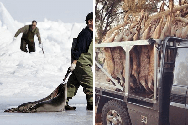 Kangaroo Hunting — Animal Liberation | Compassion without compromise