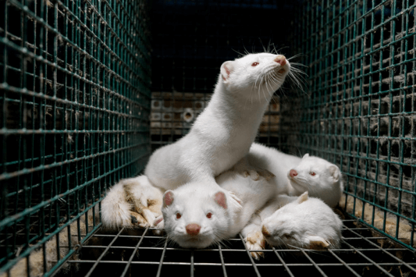 Fur Production — Animal Liberation | Compassion without compromise