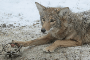 Fur Production — Animal Liberation | Compassion without compromise