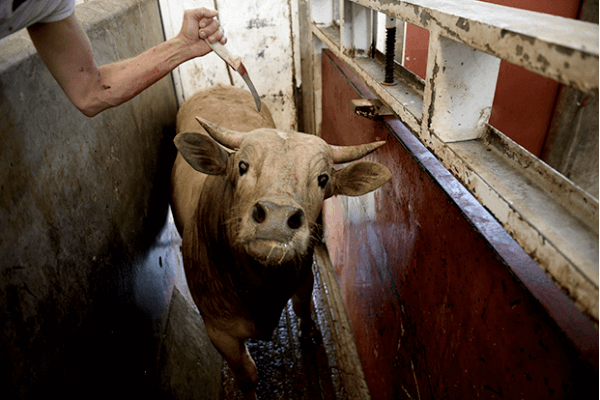 Leather Production — Animal Liberation | Compassion without compromise