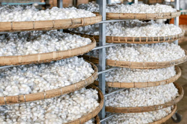 Is silk ethical? — Animal Liberation | Compassion without compromise