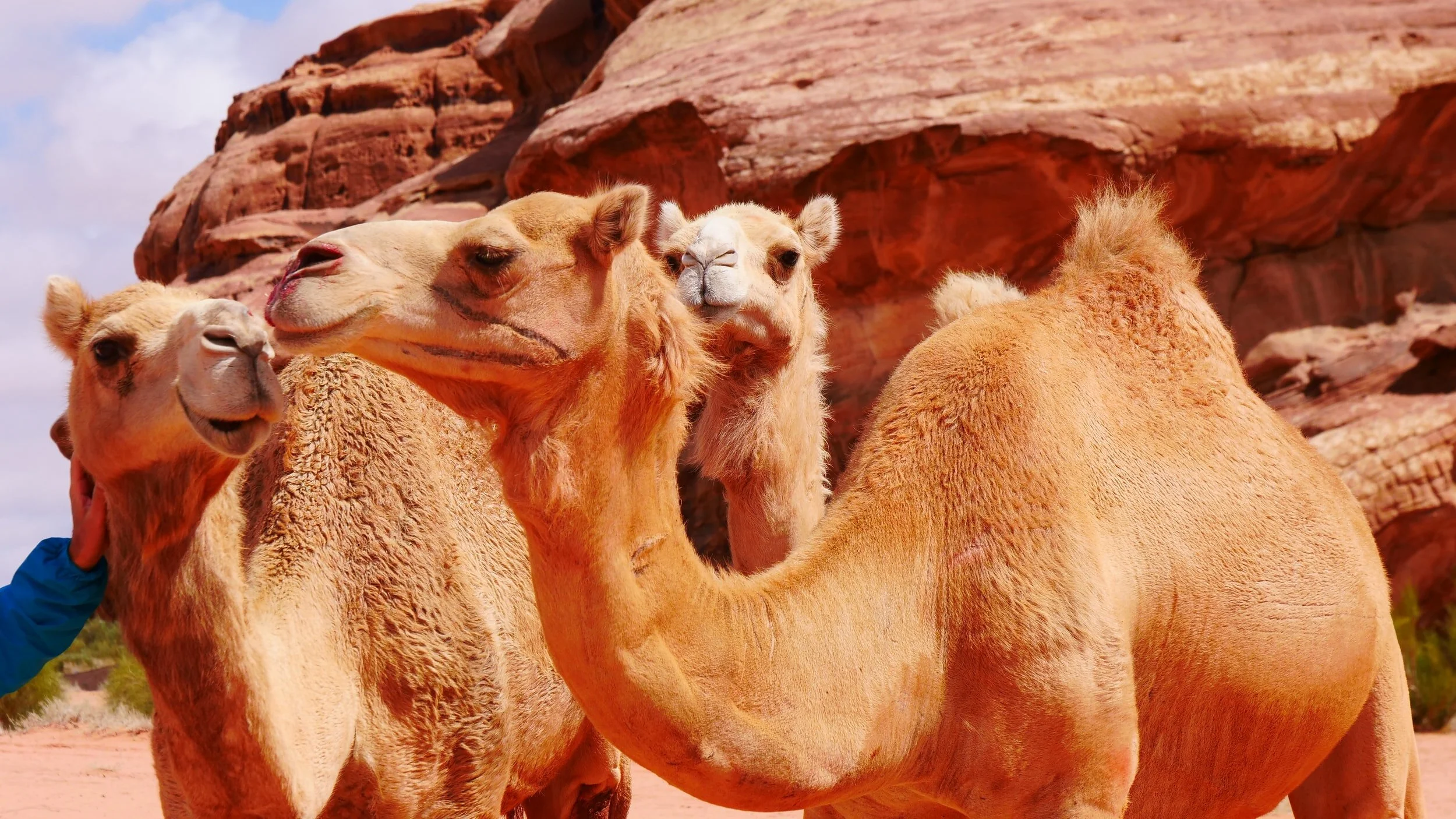 Animal Liberation | Compassion without compromise