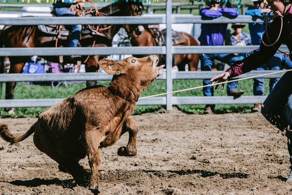 Rodeos — Animal Liberation | Compassion without compromise