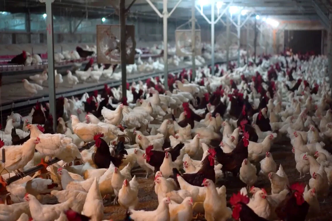 Impacts of Egg Farming — Animal Liberation | Compassion without compromise